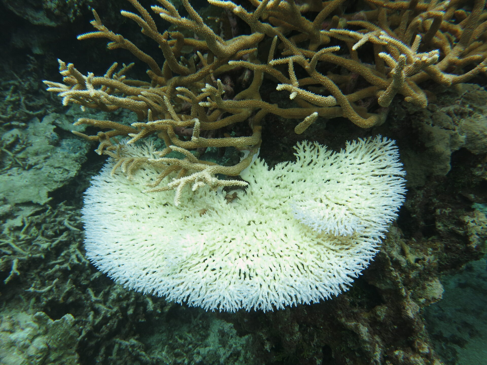 Ocean current comes to the rescue for Pacific island reefs - KAUST ...