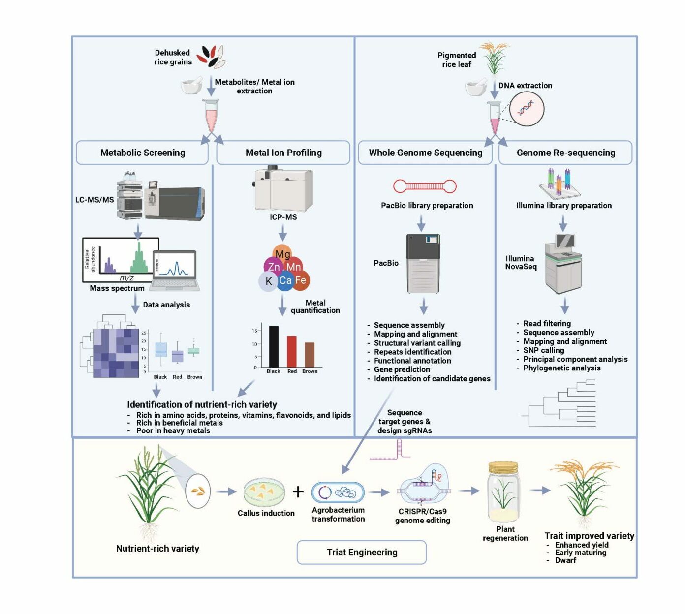 Striking gold with black, brown and red rice - KAUST Discovery
