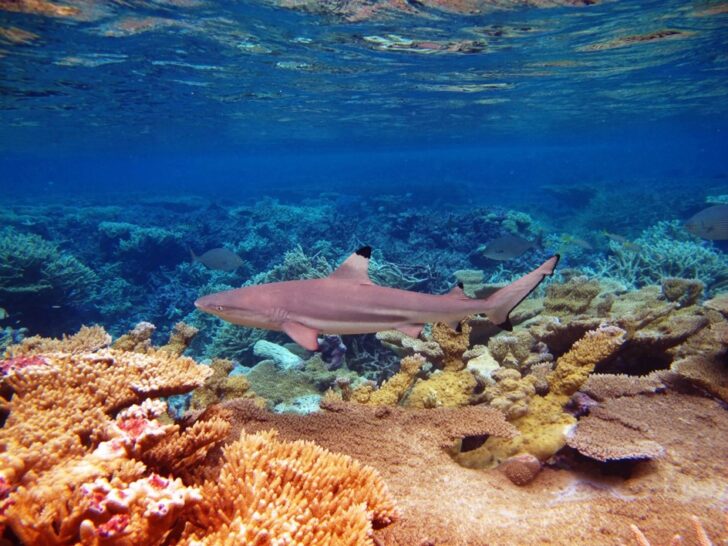 Ocean current comes to the rescue for Pacific island reefs - KAUST ...