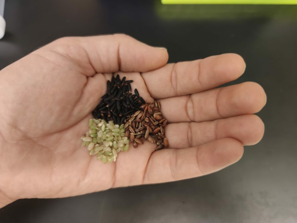 Striking gold with black, brown and red rice - KAUST Discovery