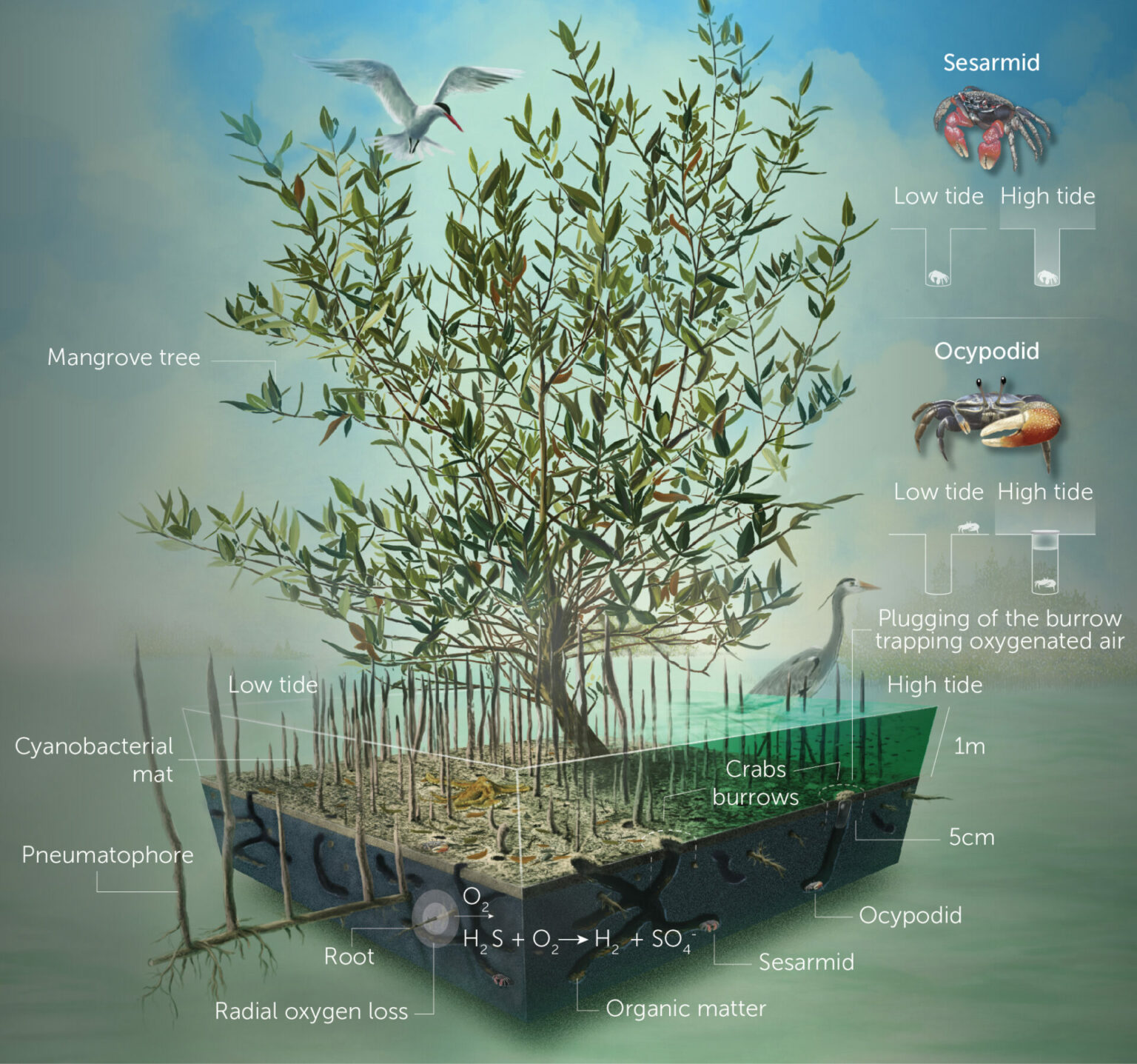 A mixed solution to boost mangrove resilience - KAUST Discovery