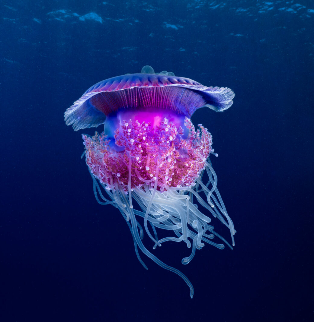Cataloging the complexity of the ocean genome - KAUST Discovery