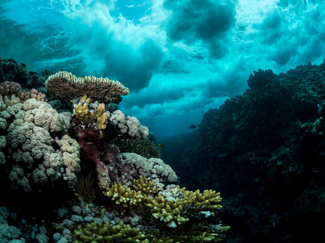 AI reveals the universal beauty of coral reef growth - KAUST Discovery