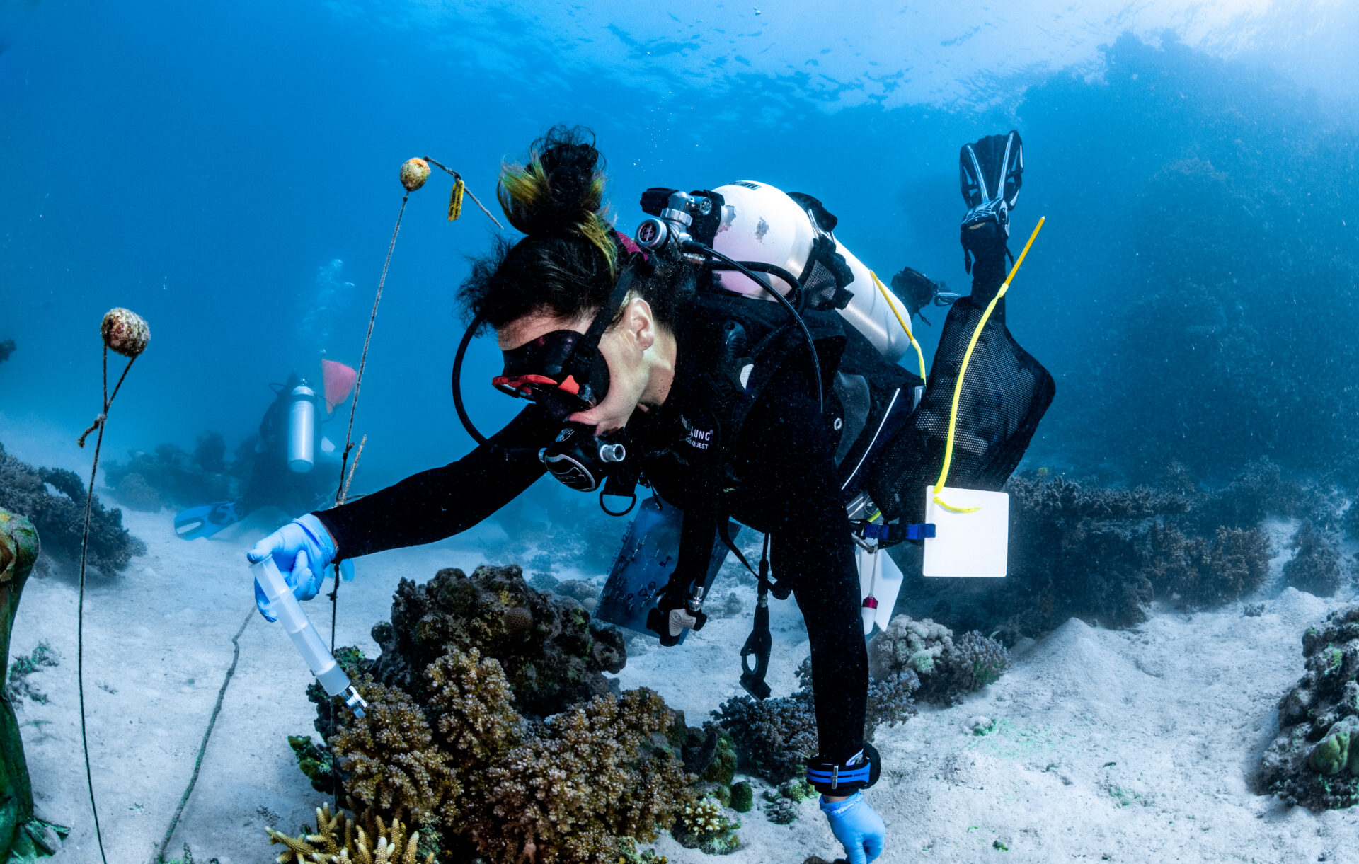 A place to trial hope for global reef restoration - KAUST Discovery