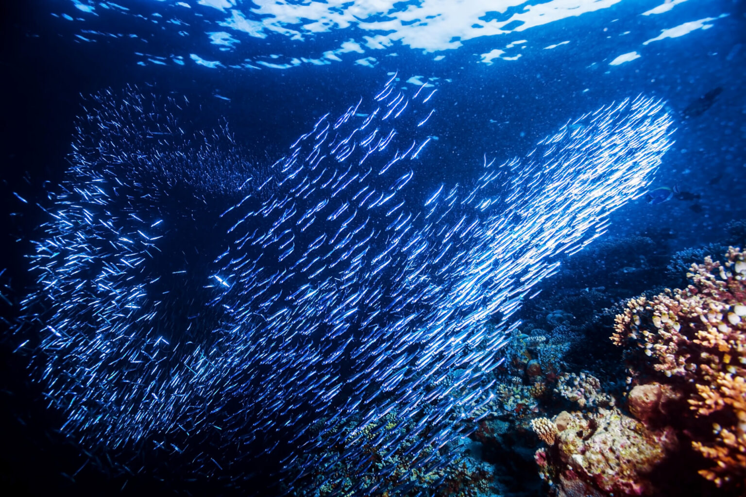 Potential gains from replenishing reef fish stocks revealed - KAUST ...